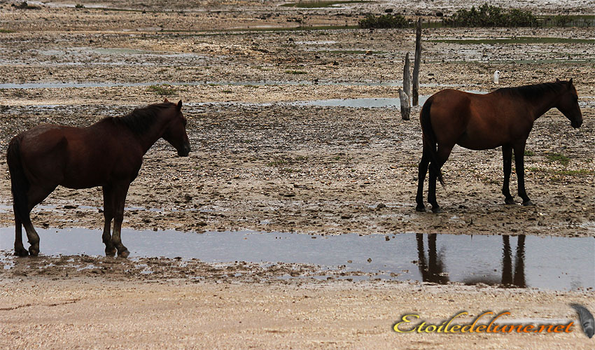 Poum à Pum! | L'Oasis de Nat : Un regard sur le monde du bout de la ...