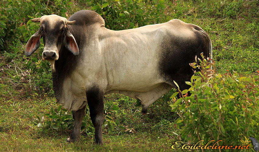 Poum à Pum! | L'Oasis de Nat : Un regard sur le monde du bout de la ...