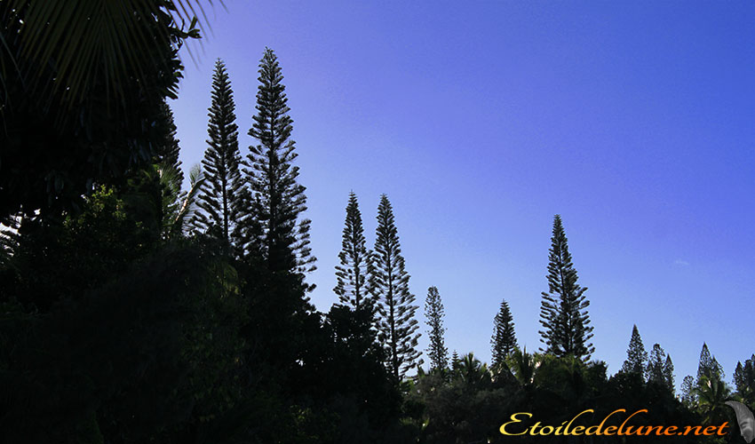 La flore de l'île des Pins | L'Oasis de Nat : Un regard sur le monde du ...