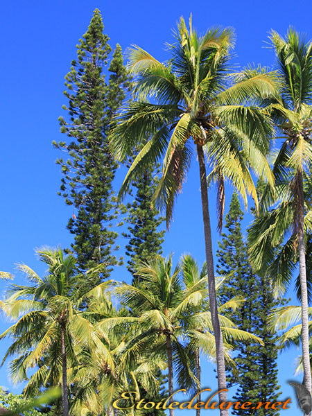 La flore de l'île des Pins | L'Oasis de Nat : Un regard sur le monde du ...
