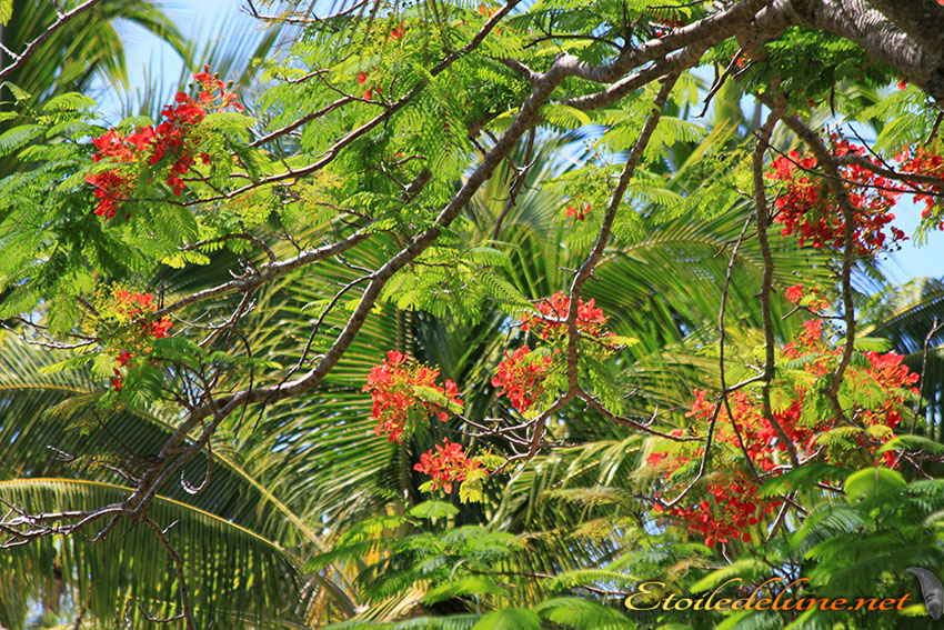 La flore de l'île des Pins | L'Oasis de Nat : Un regard sur le monde du ...