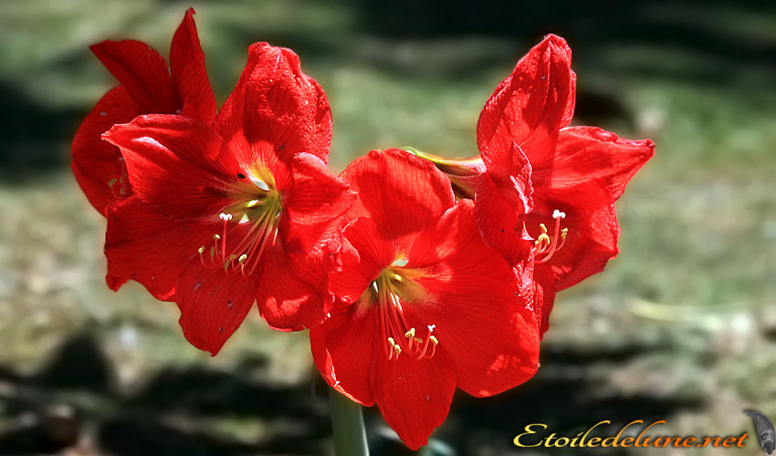La flore de l'île des Pins | L'Oasis de Nat : Un regard sur le monde du ...