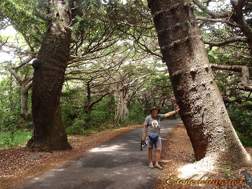 La flore de l'île des Pins | L'Oasis de Nat : Un regard sur le monde du ...