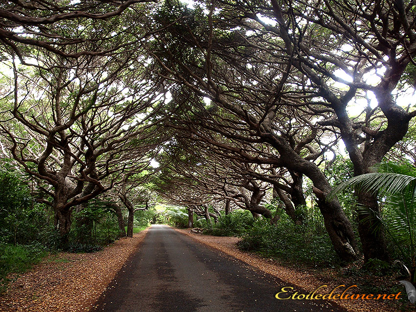 La flore de l'île des Pins | L'Oasis de Nat : Un regard sur le monde du ...