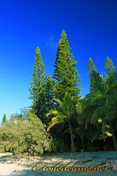 La flore de l'île des Pins | L'Oasis de Nat : Un regard sur le monde du ...
