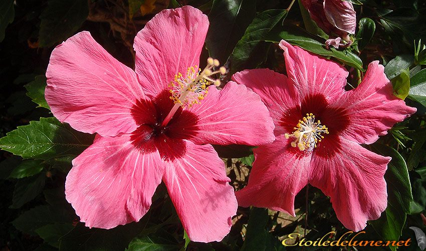 La flore de l'île des Pins | L'Oasis de Nat : Un regard sur le monde du ...