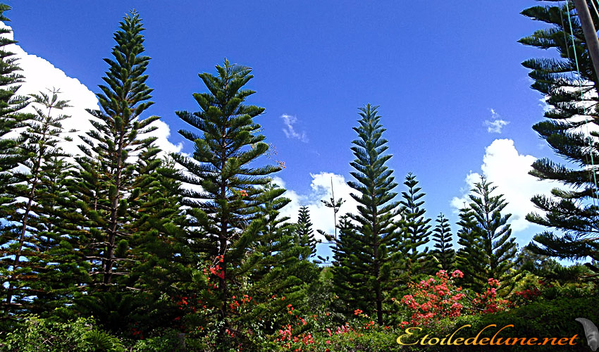 La flore de l'île des Pins | L'Oasis de Nat : Un regard sur le monde du ...