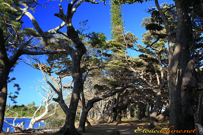 La flore de l'île des Pins | L'Oasis de Nat : Un regard sur le monde du ...