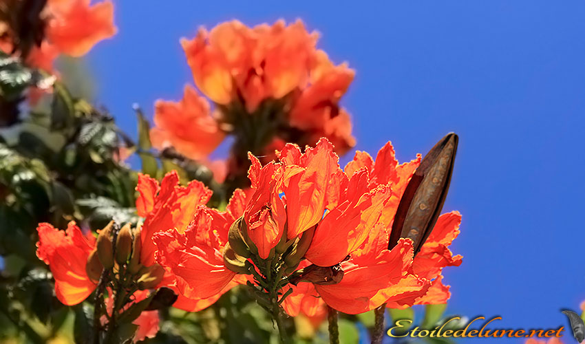 La flore de l'île des Pins | L'Oasis de Nat : Un regard sur le monde du ...