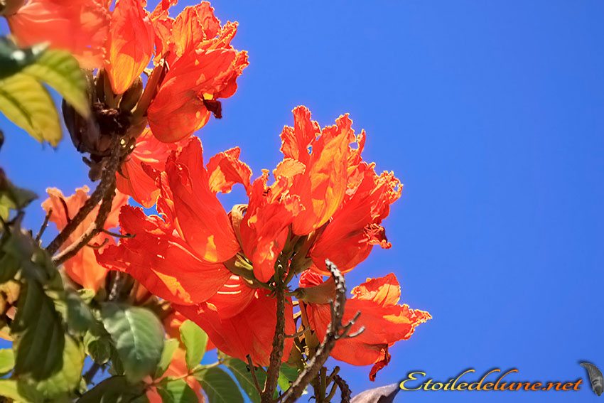 La flore de l'île des Pins | L'Oasis de Nat : Un regard sur le monde du ...