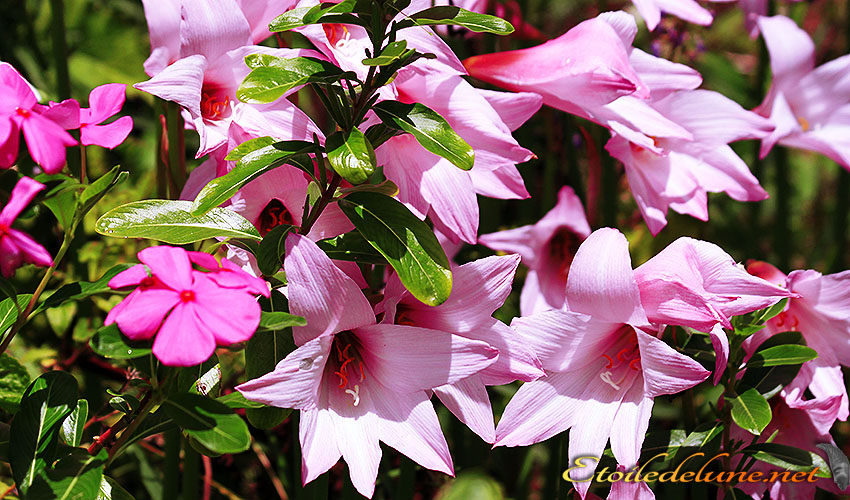 La flore de l'île des Pins | L'Oasis de Nat : Un regard sur le monde du ...