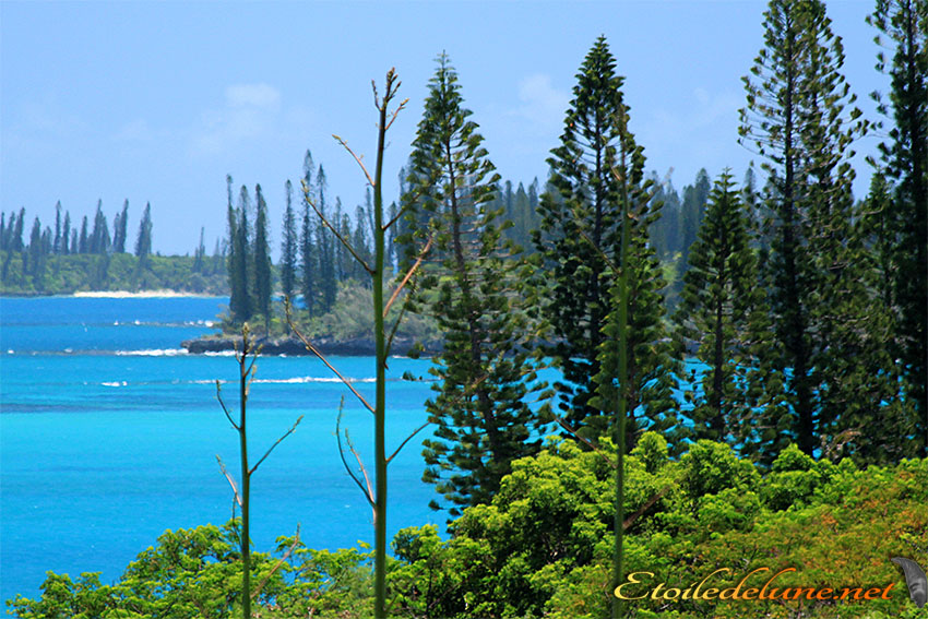 La flore de l'île des Pins | L'Oasis de Nat : Un regard sur le monde du ...