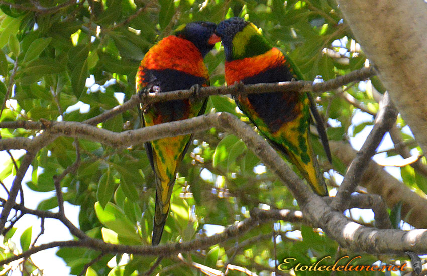 Les parcs de Sydney, un morceau de quiétude au centre-ville | L'Oasis ...