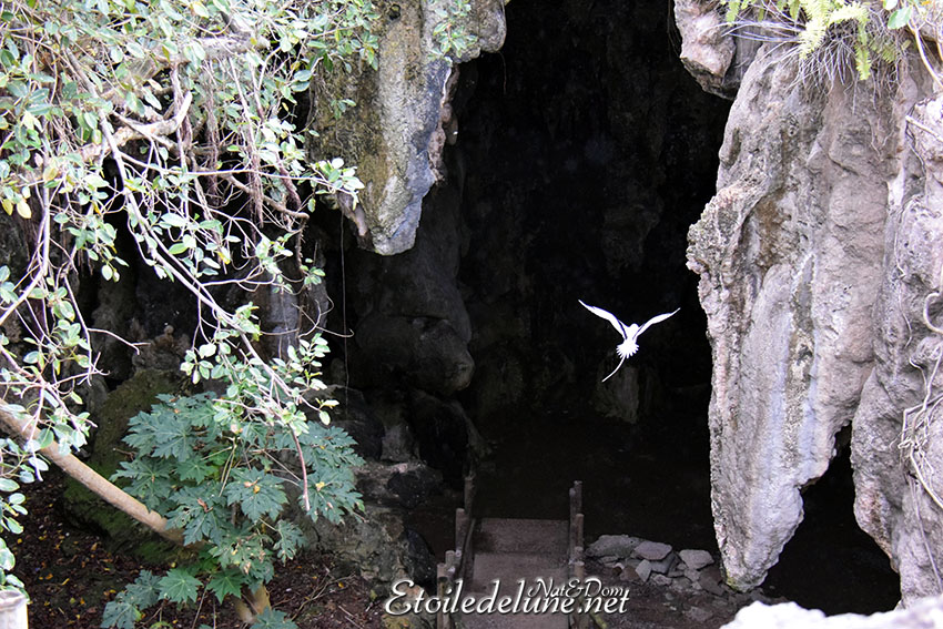 Rodrigues, Caverne Patate | L'Oasis de Nat : Un regard sur le monde du ...