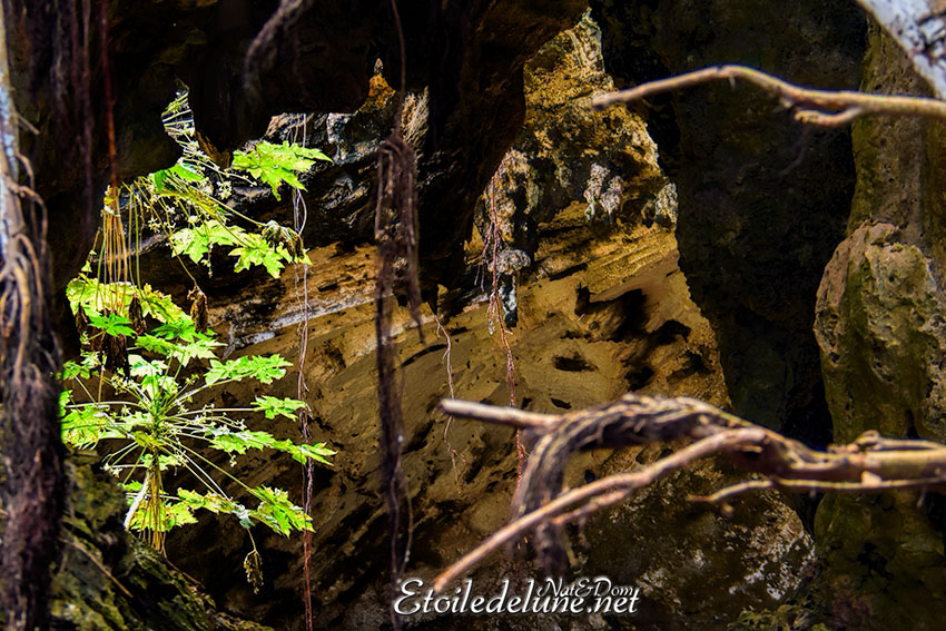 Rodrigues, Caverne Patate | L'Oasis de Nat : Un regard sur le monde du ...