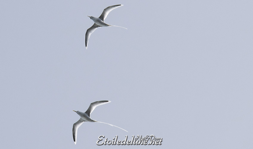 Le Paille-en-queue, invitation au voyage | L'Oasis de Nat : Un regard ...