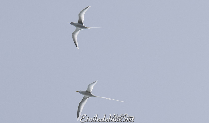 Le Paille-en-queue, invitation au voyage | L'Oasis de Nat : Un regard ...