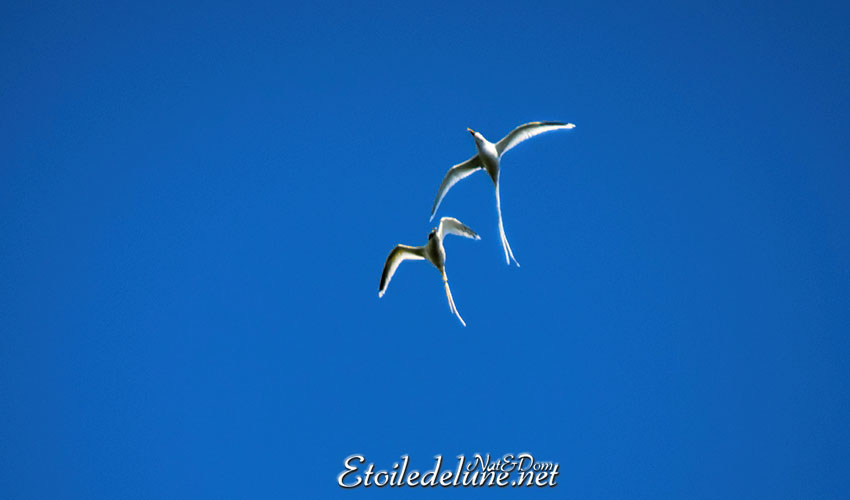 Le Paille-en-queue, invitation au voyage | L'Oasis de Nat : Un regard ...