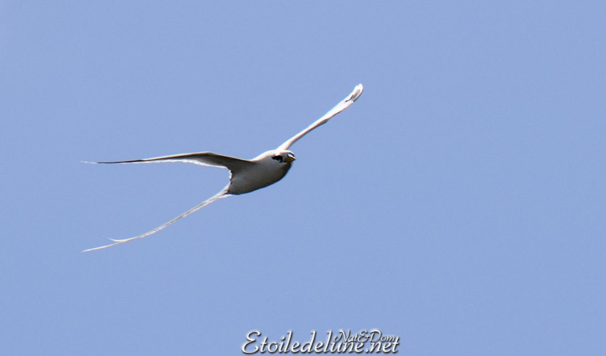 Le Paille-en-queue, invitation au voyage | L'Oasis de Nat : Un regard ...
