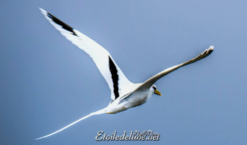 Le Paille-en-queue, invitation au voyage | L'Oasis de Nat : Un regard ...