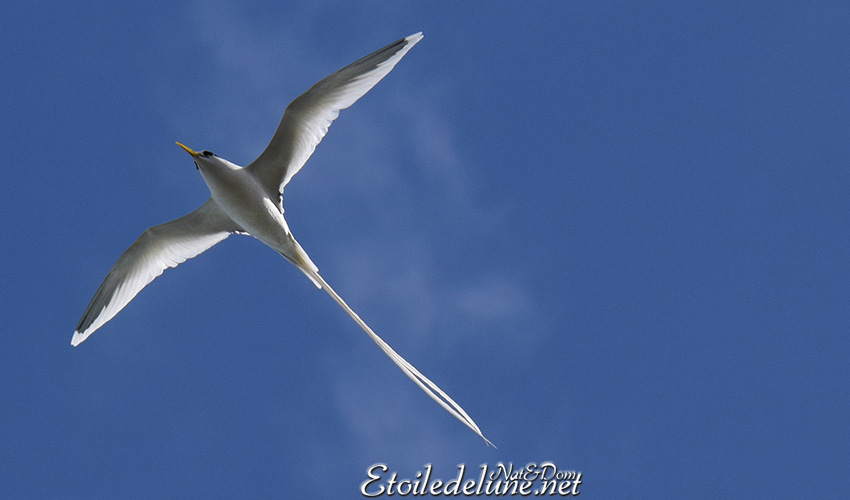 Le Paille-en-queue, invitation au voyage | L'Oasis de Nat : Un regard ...