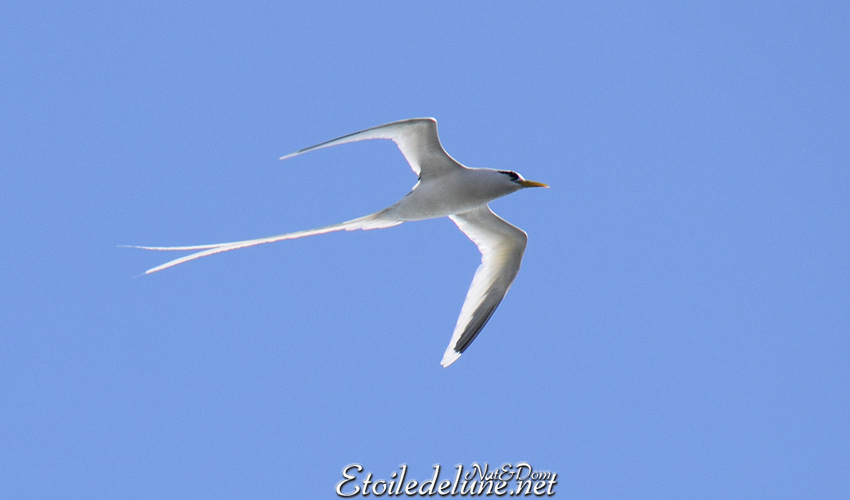 Le Paille-en-queue, invitation au voyage | L'Oasis de Nat : Un regard ...